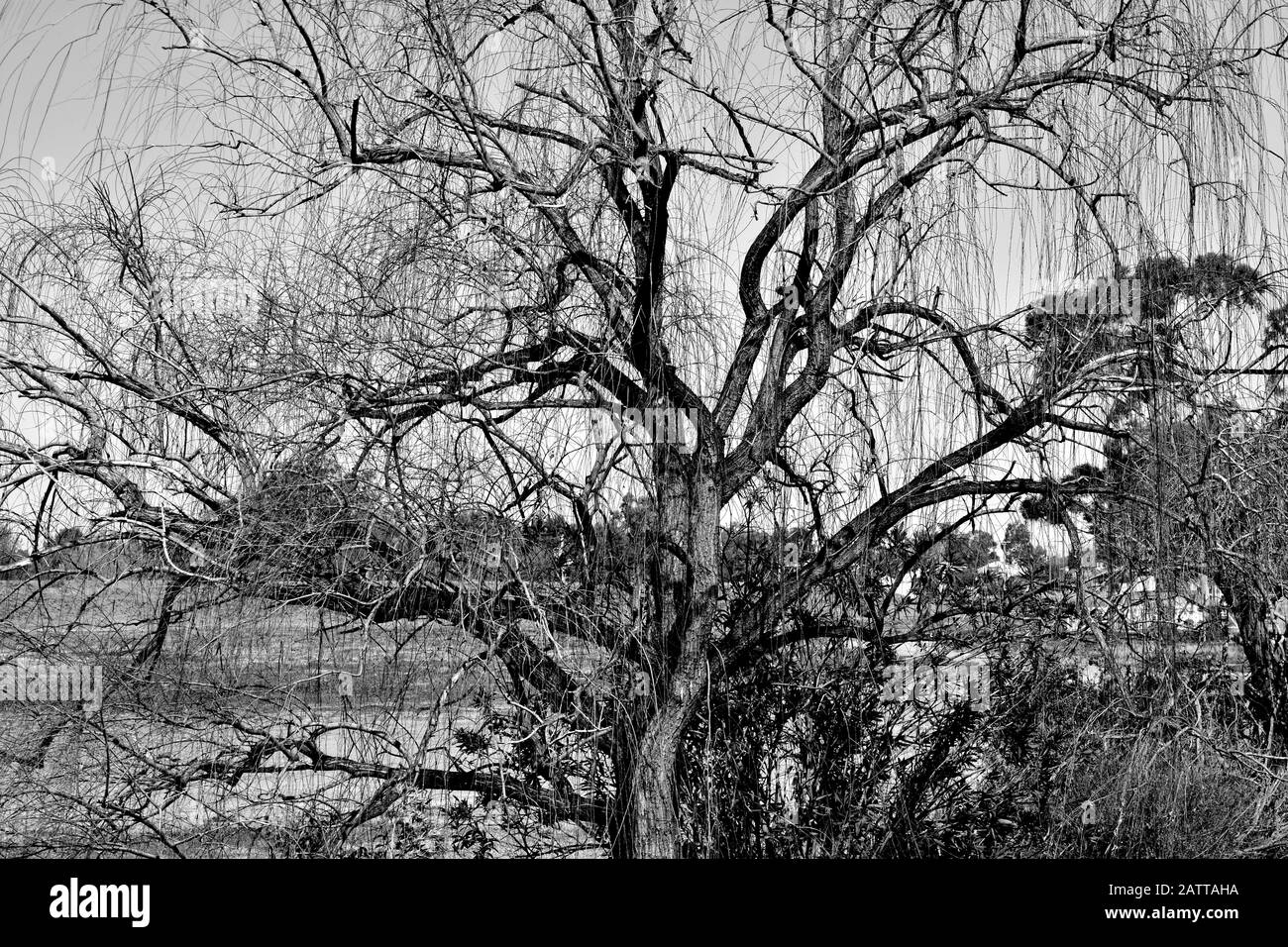 Dead old willow tree hi-res stock photography and images - Alamy