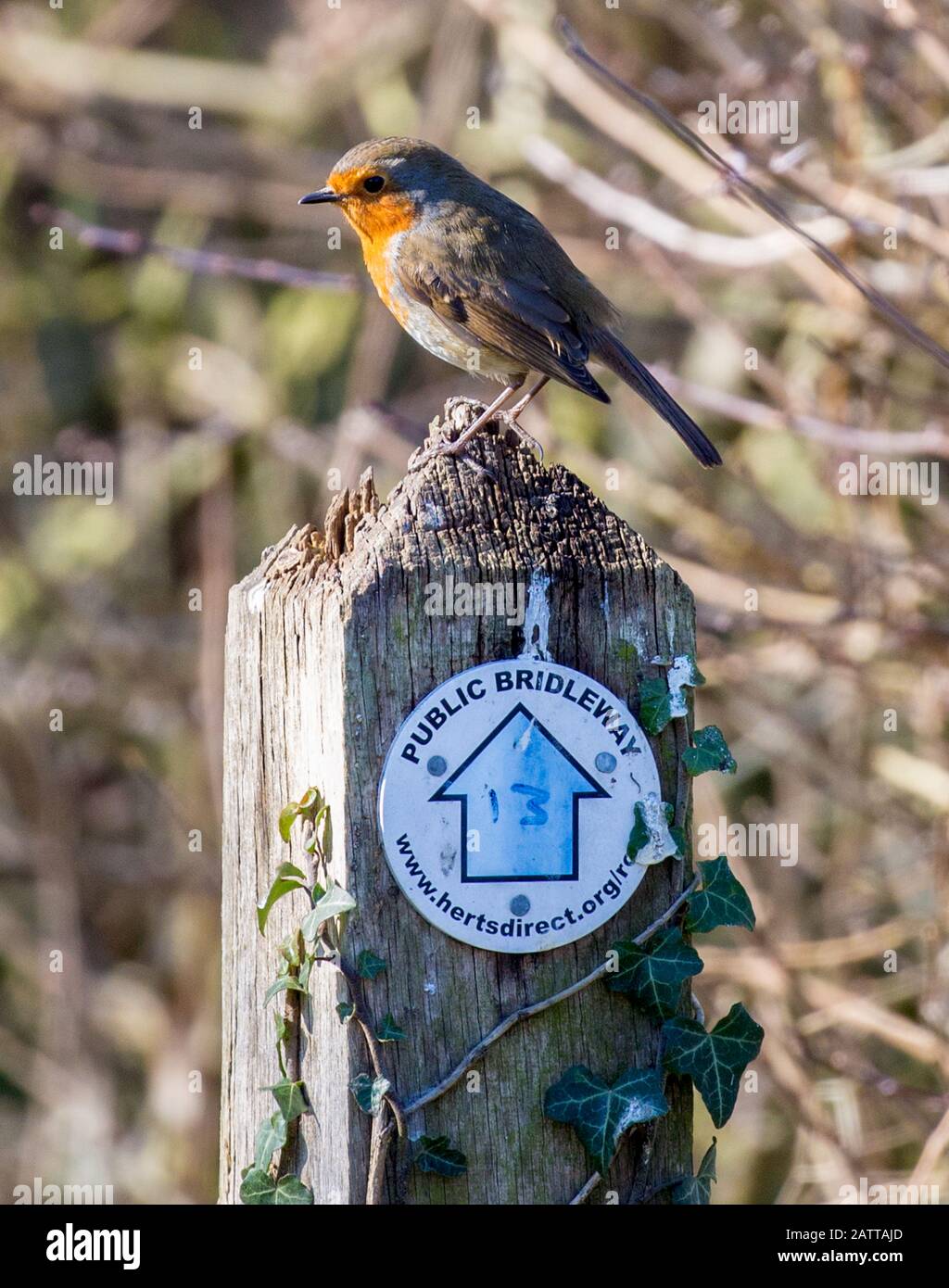 Birds, Robin resting on a walk path sign Stock Photo - Alamy