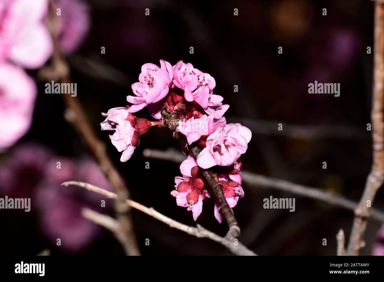 Blossom identification hi-res stock photography and images - Alamy