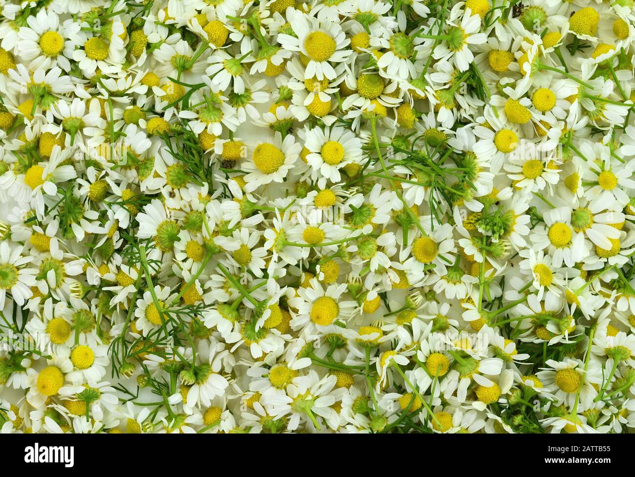 Fresh chamomile ready for drying. chamomile background Stock Photo - Alamy