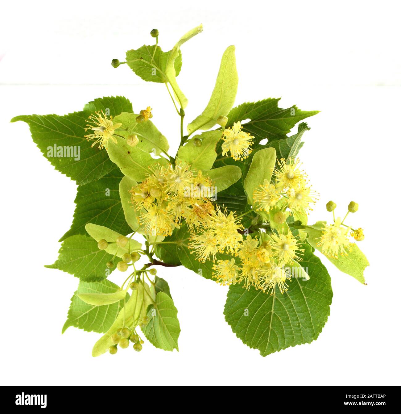 linden flowers isolated on white Stock Photo - Alamy