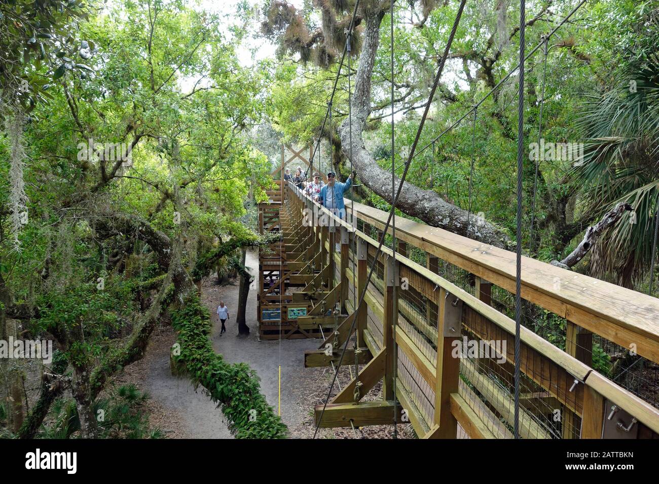 Canopy walk in Myakka River State Park, Florida Stock Photo - Alamy