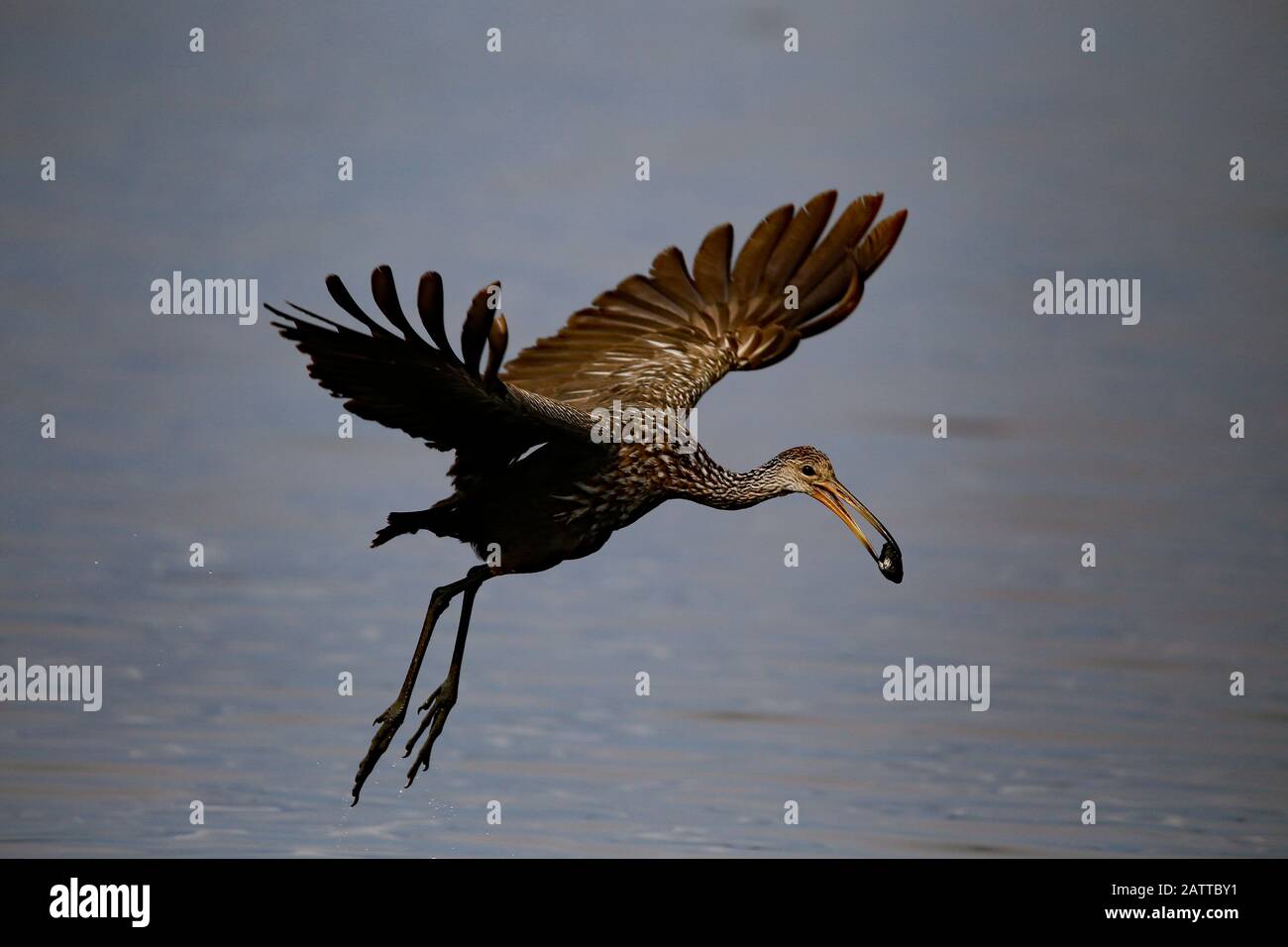 Clam birds hi-res stock photography and images - Alamy