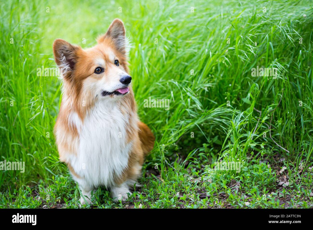 corgi fluffy close up portrait at the outdoor Stock Photo - Alamy