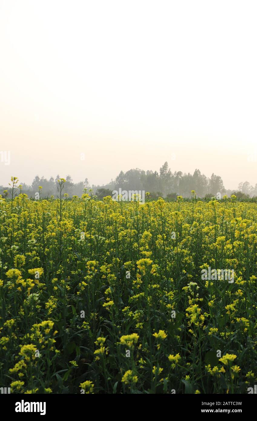 Mustard tree hi-res stock photography and images - Alamy
