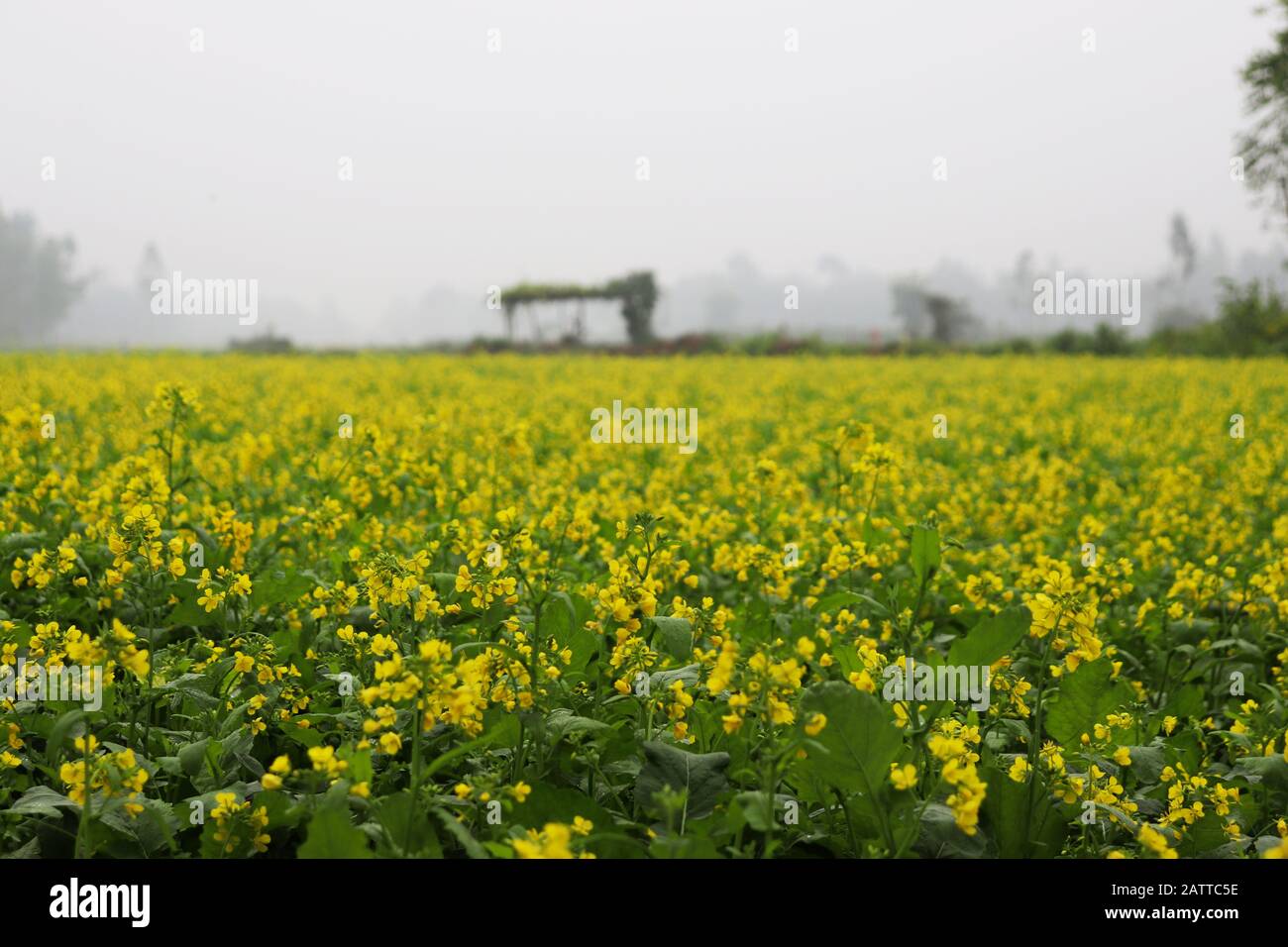 Mustard tree hi-res stock photography and images - Alamy