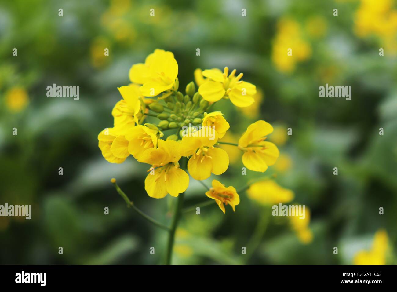 Mustard flower. Beautiful yellow mustard flower in the fields Stock ...