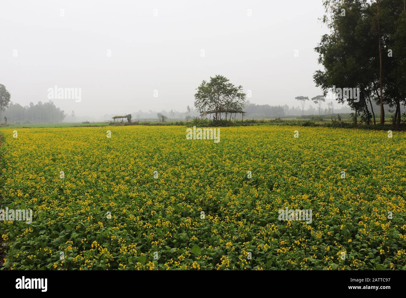 Mustard tree hi-res stock photography and images - Alamy