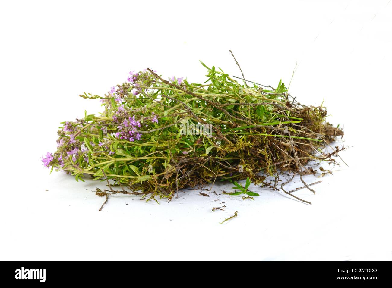 Fresh thyme with root isolated on white background Stock Photo - Alamy