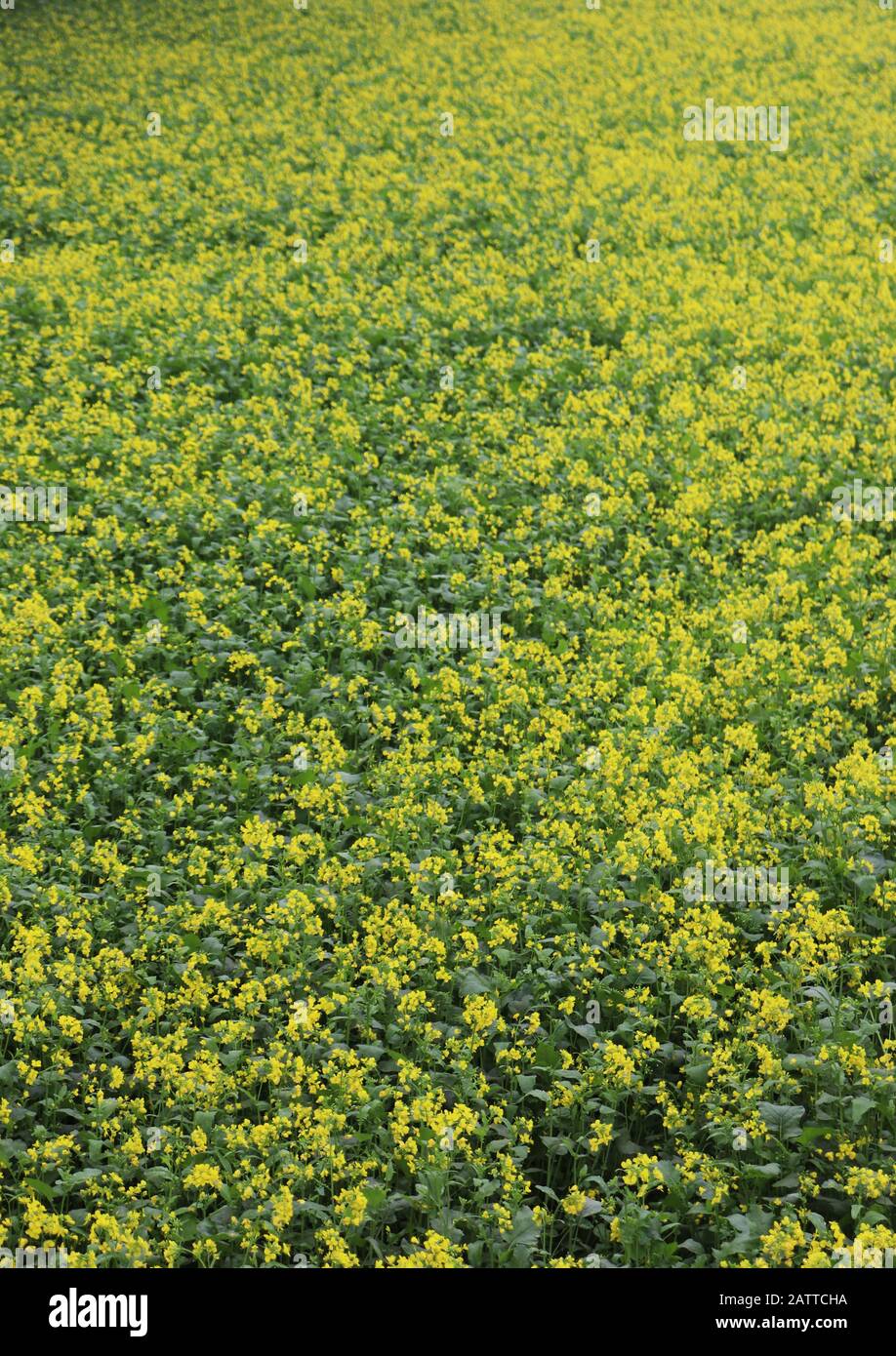 Mustard flower backgrounds. Yellow mustard flower in the fields Stock ...