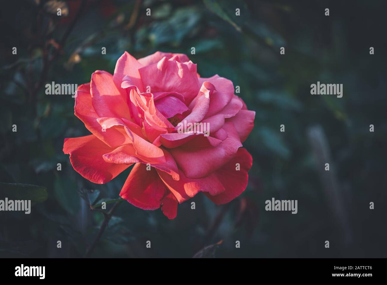 Pink climbing rose hi-res stock photography and images - Alamy