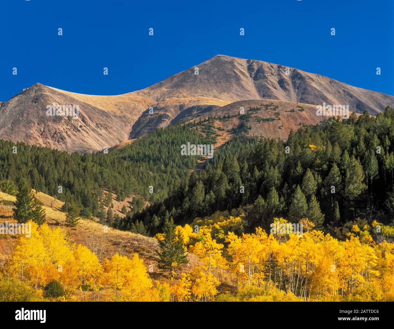 aspen in fall color below garfield mountain in the lima peaks near lima ...