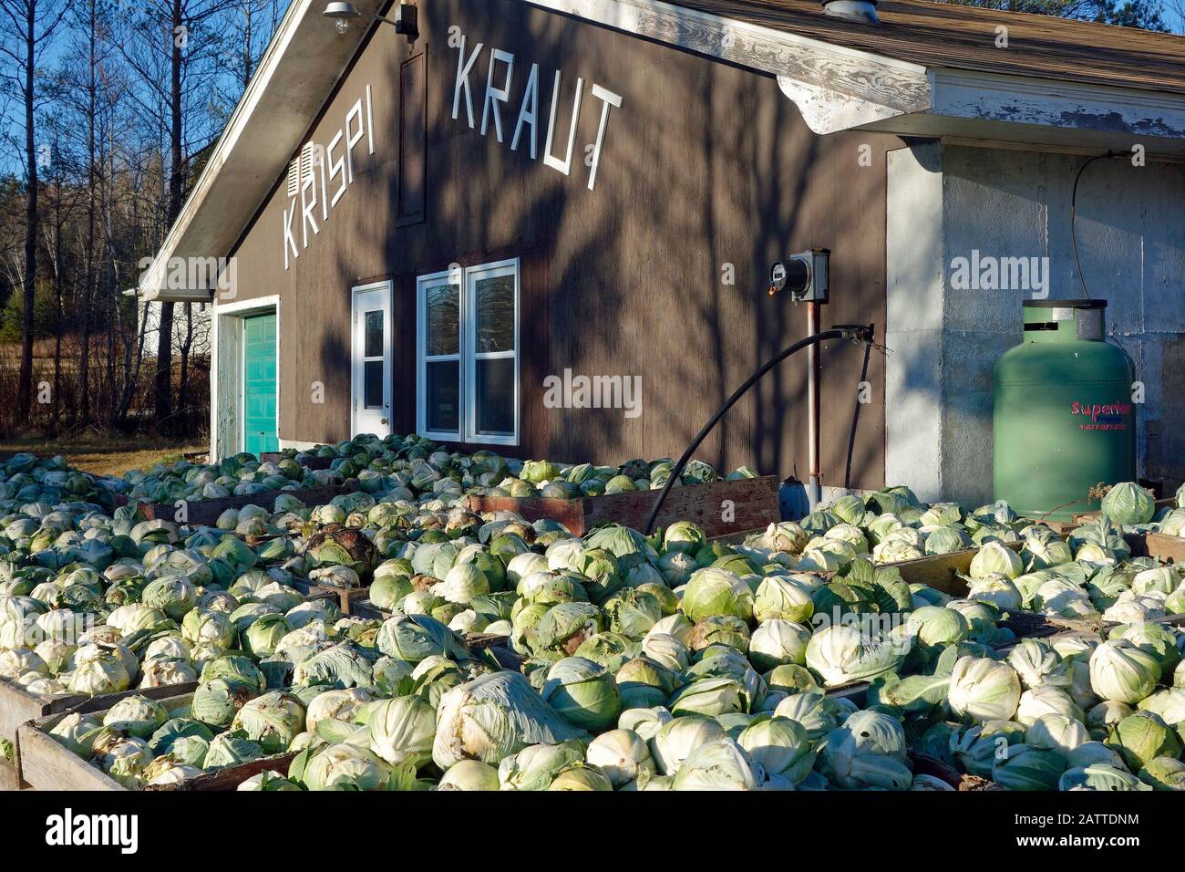 cabbage outside of a sauerkraut factory Stock Photo - Alamy