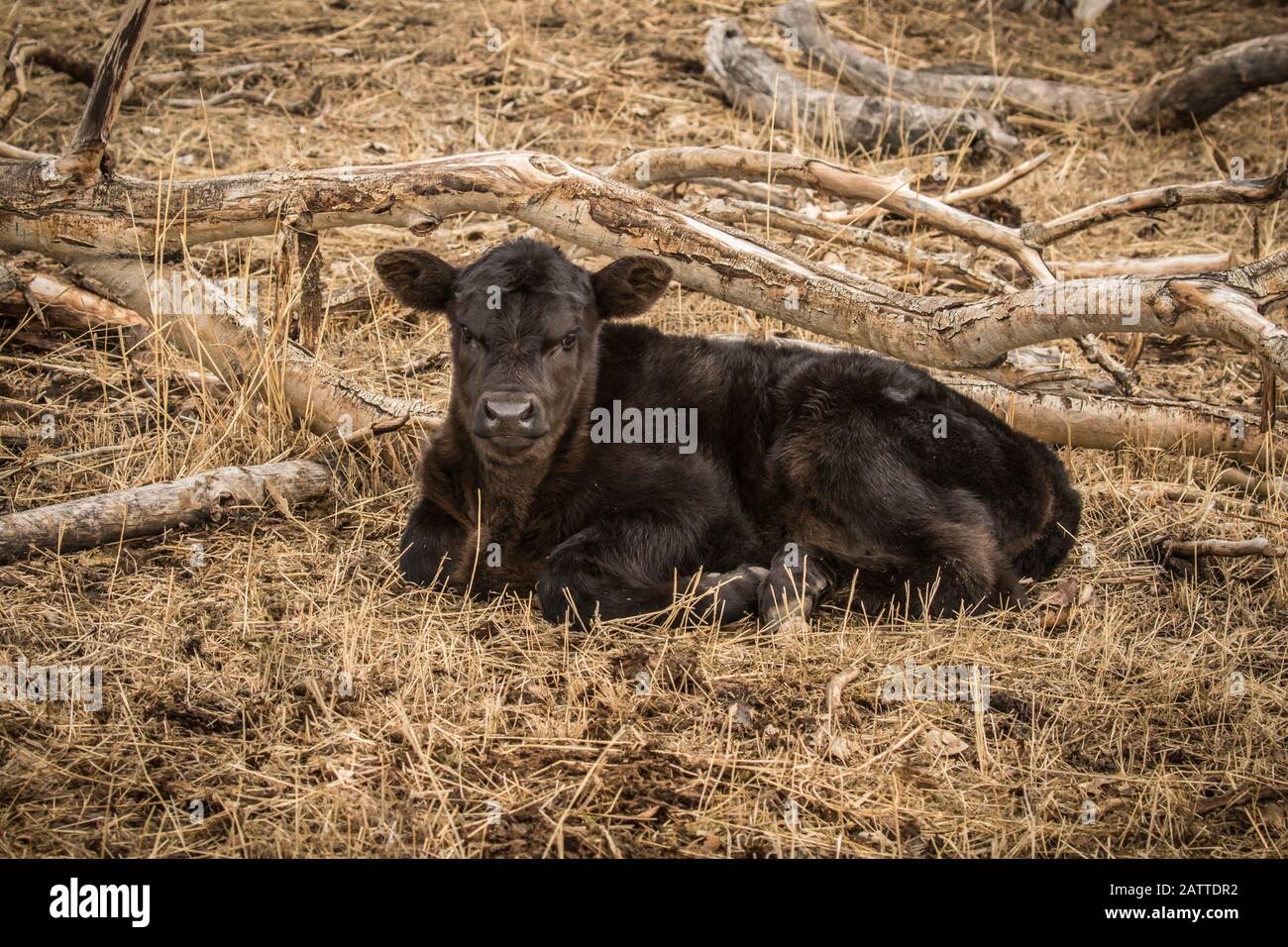 A Young Black Angus Calf Stock Photo - Alamy