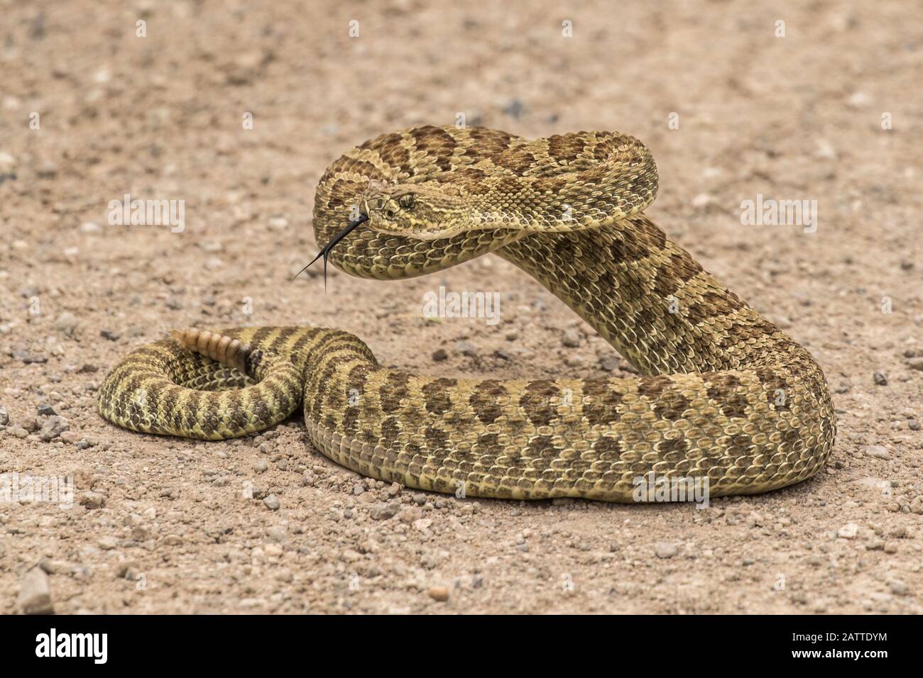 A Western Diamondback Rattlesnake Blocks the Road Stock Photo - Alamy