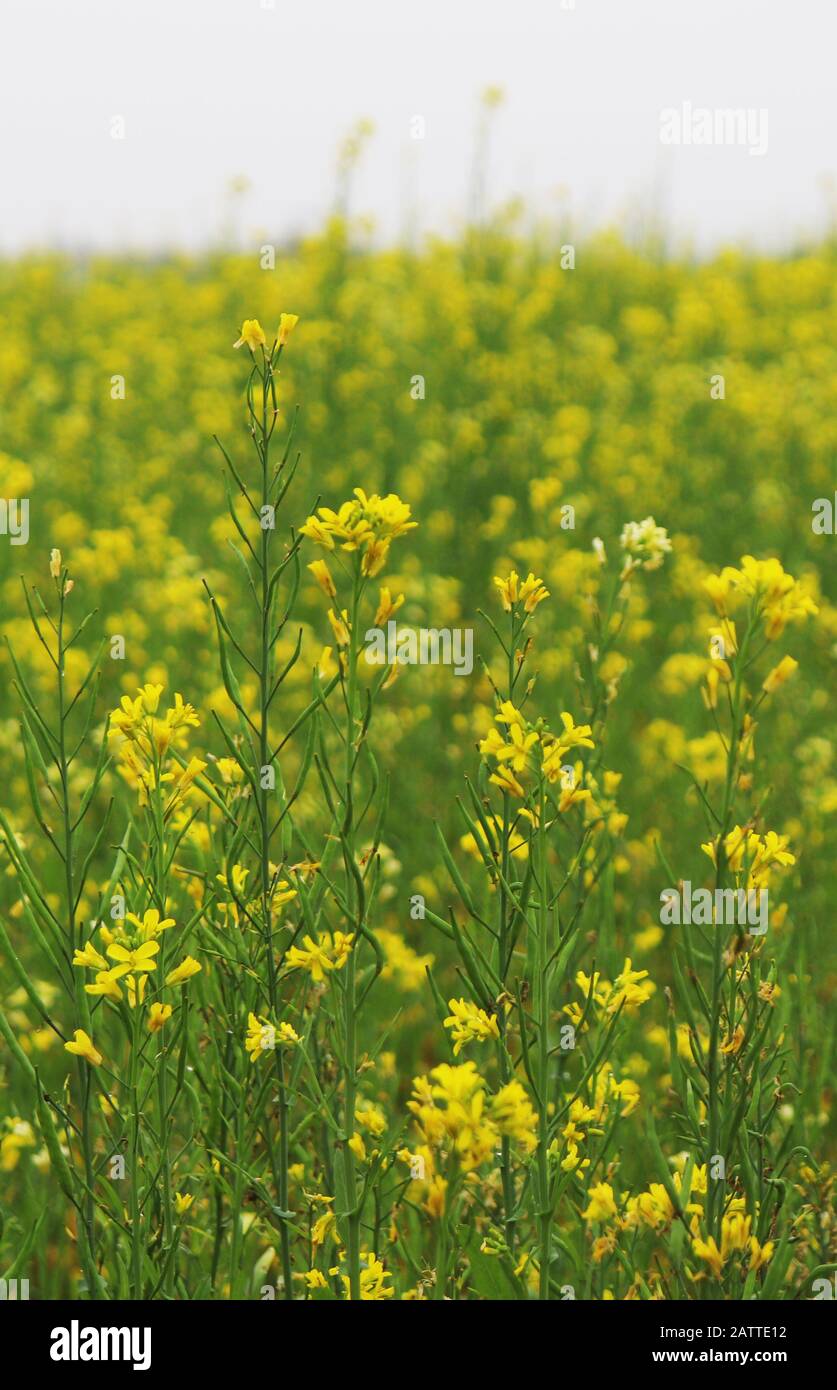 Mustard tree hi-res stock photography and images - Alamy
