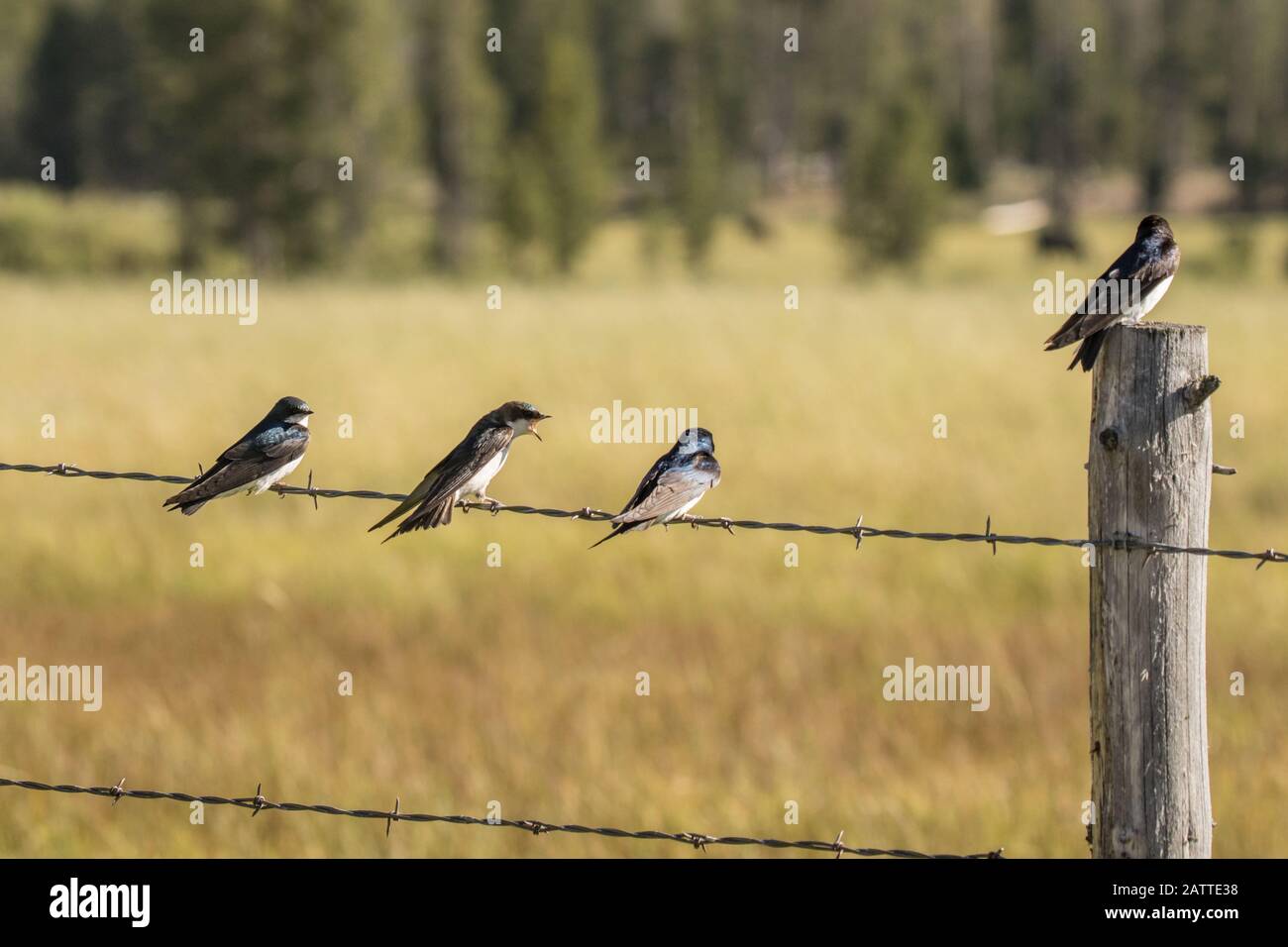Four Tree Swallows on a Barb Wire Fence Stock Photo - Alamy