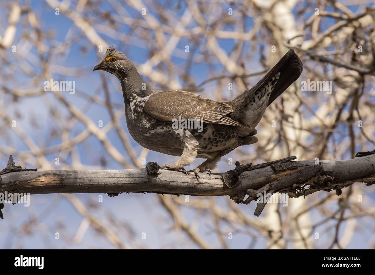 Blue grouse hi-res stock photography and images - Alamy
