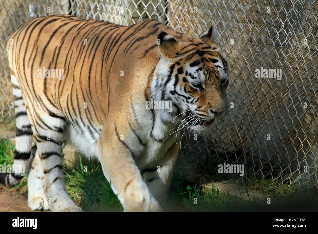 Tiger cages hi-res stock photography and images - Alamy