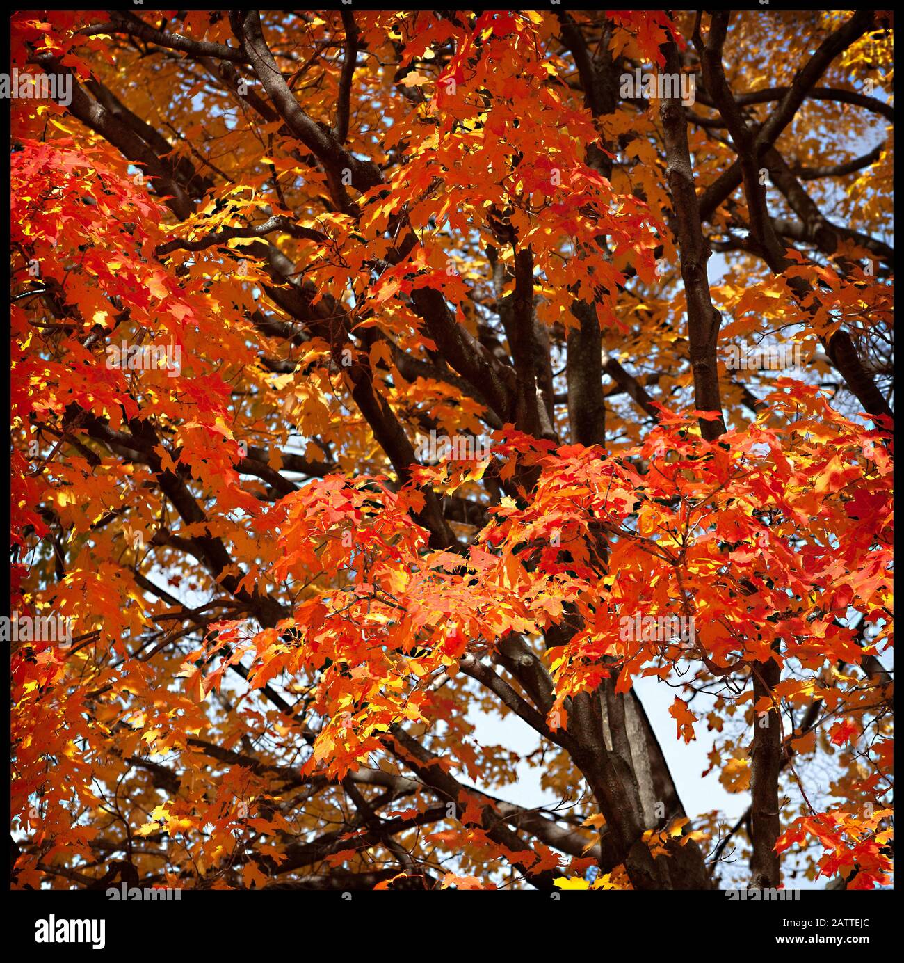 Beautiful rich colors of fall foilage; Leaves of yellow, orange, and ...