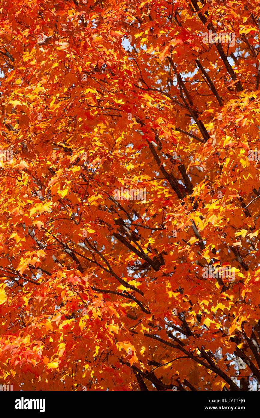 Beautiful rich colors of fall foilage; Leaves of yellow, orange, and ...