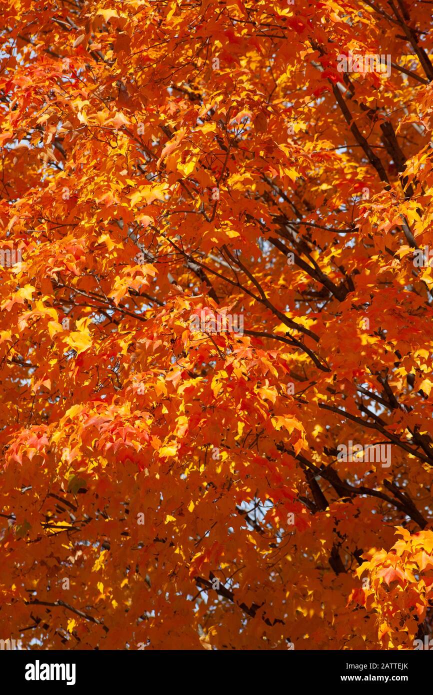 Deep brown branches hi-res stock photography and images - Alamy