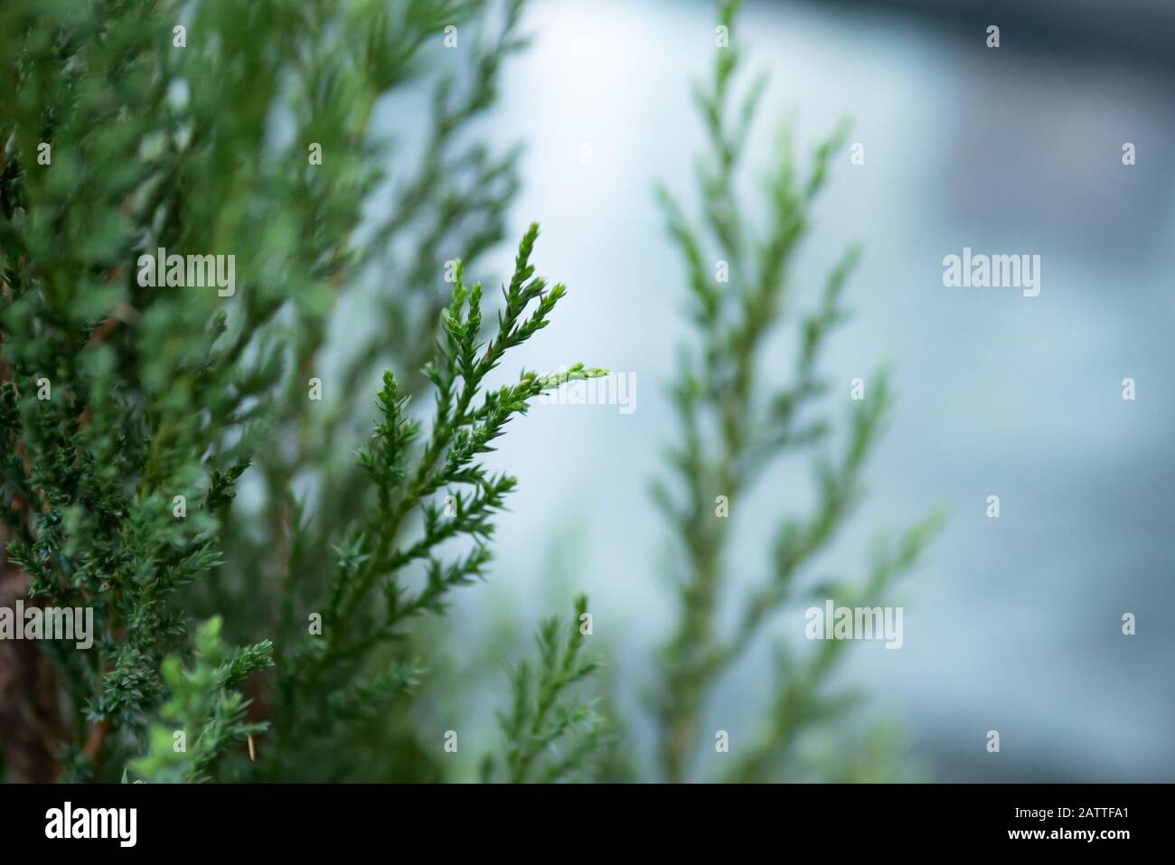 Close up pine branch texture hi-res stock photography and images - Alamy
