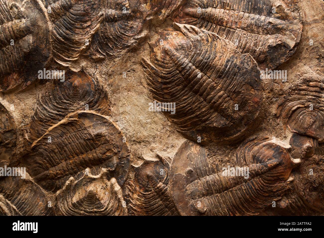 A fossil display of several well preserved trilobites which died in a ...
