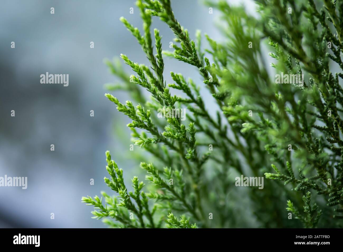 Pine tree branches hi-res stock photography and images - Alamy