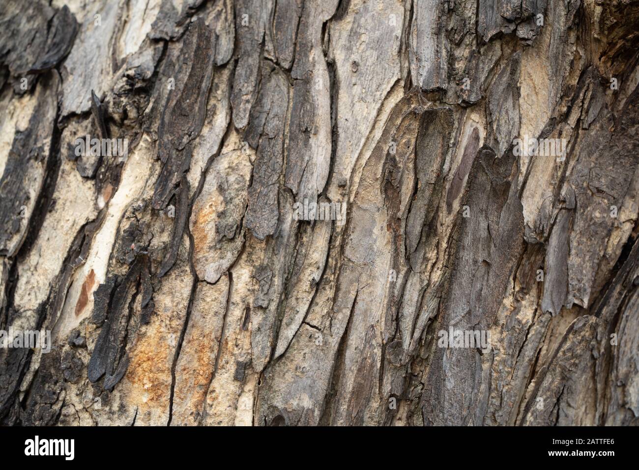Cracked tree bark texture background Stock Photo - Alamy