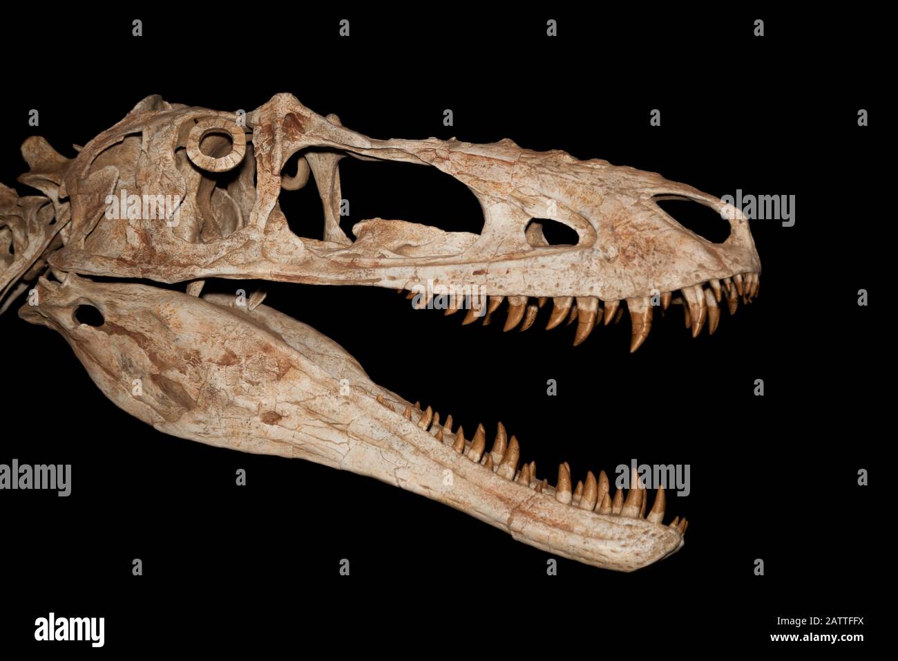 The skeleton of a scary large dinosaur head with its mouth open isolate ...