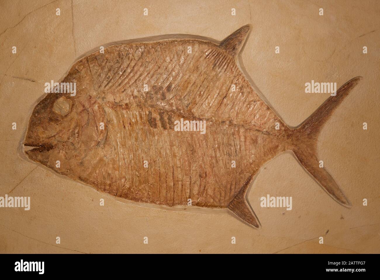 The well preserved and ancient fossil of a Gyrodus or crusher fish ...