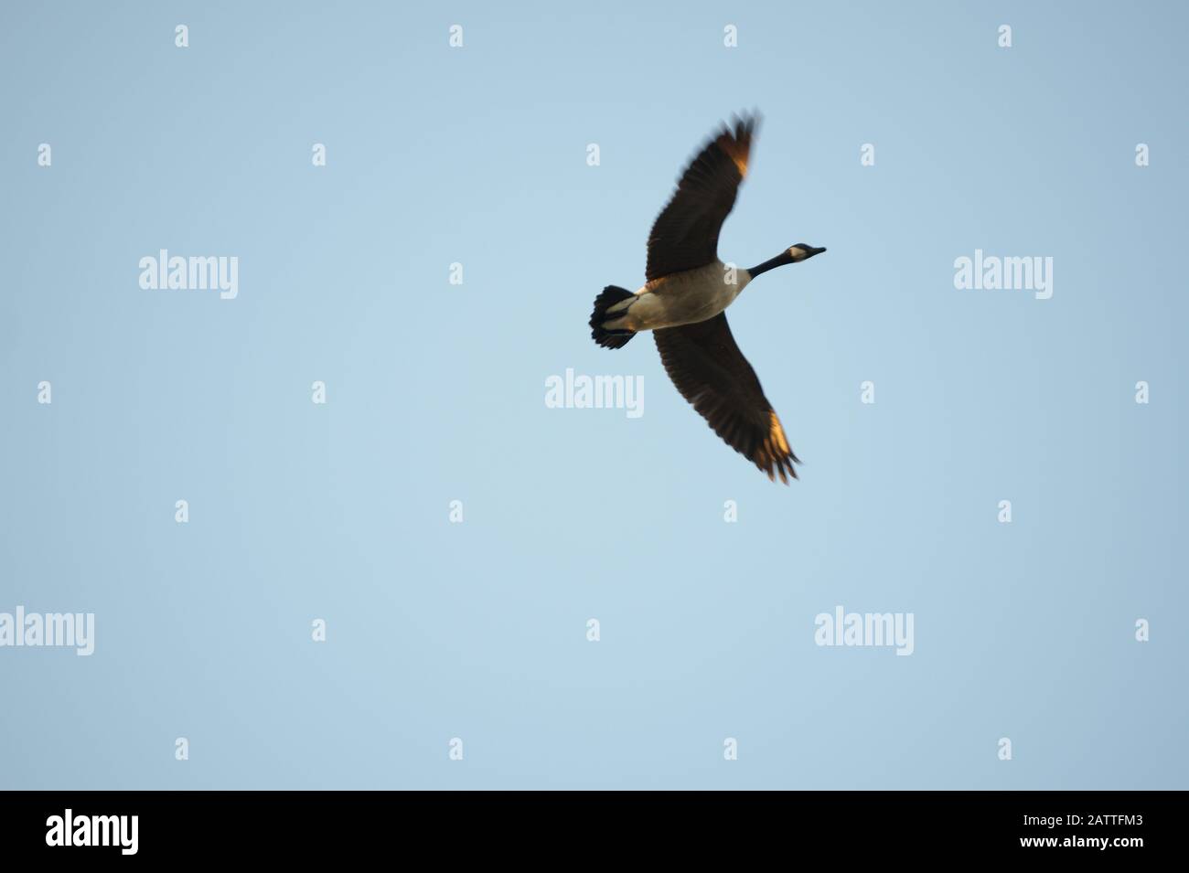 Canada Goose Statue High Resolution Stock Photography and Images - Alamy
