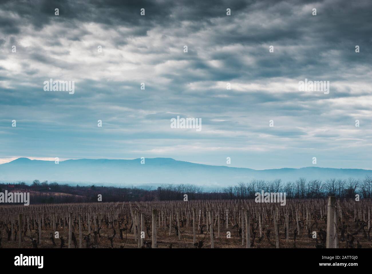 Vine field hi-res stock photography and images - Alamy