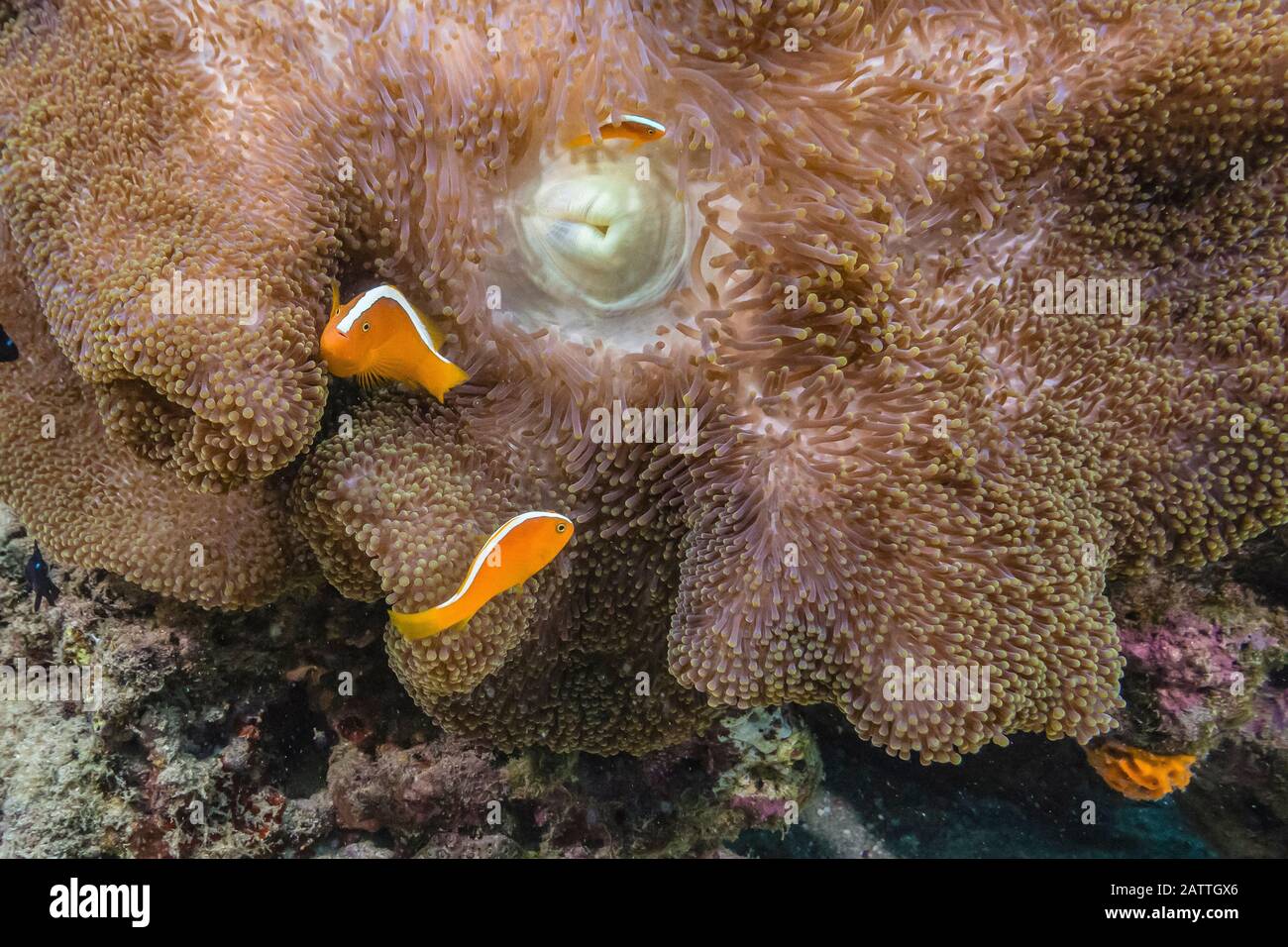 Orange anemonefish, Amphiprion sandaracinos, with Merten's Anemone ...