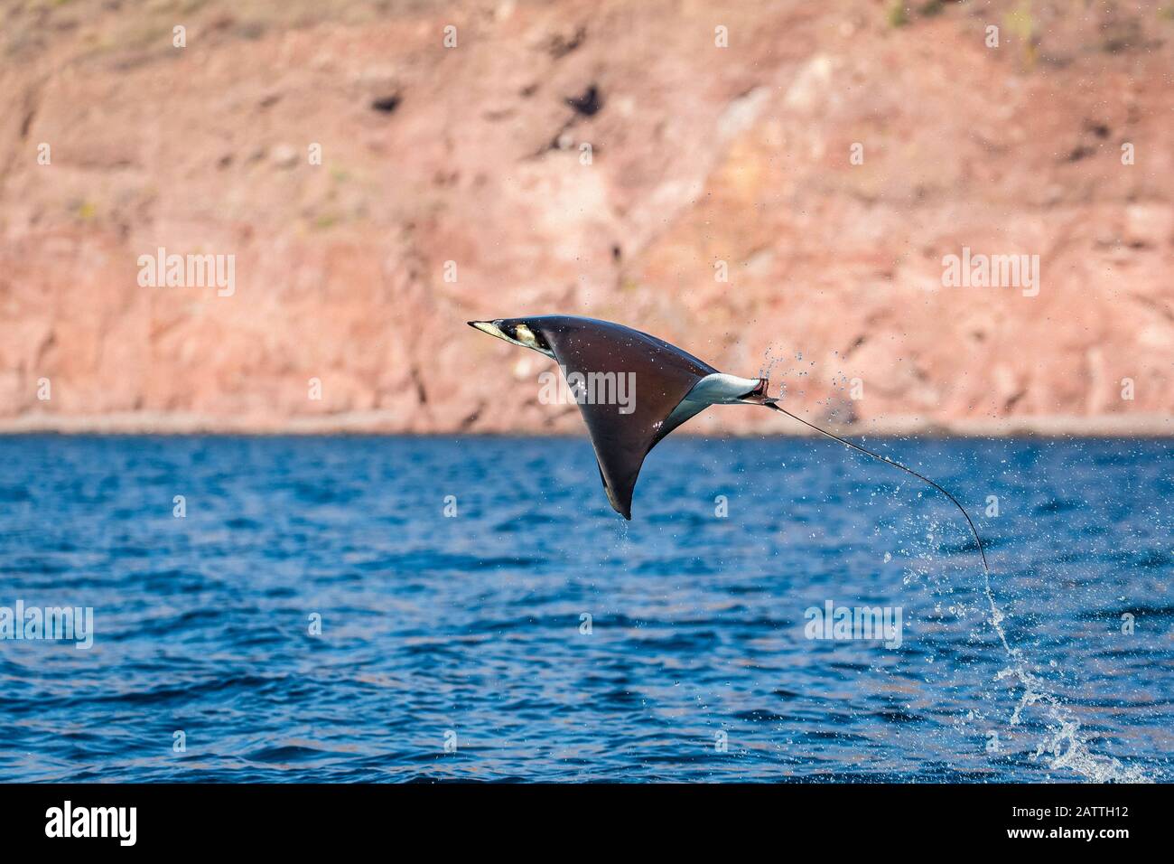 Adult Munk's pygmy devil ray, Mobula munkiana, leaping near Isla ...