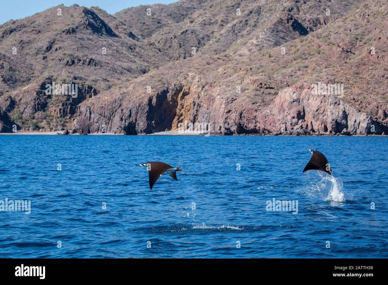 Adult Munk's pygmy devil rays, Mobula munkiana, leaping near Isla ...