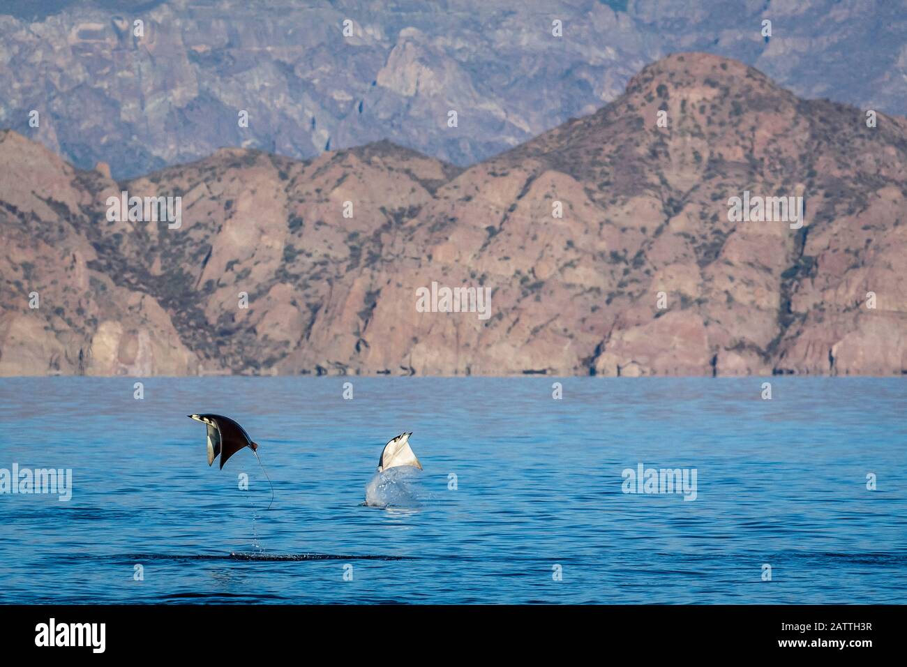 Adult Munk's pygmy devil rays, Mobula munkiana, leaping near Isla ...