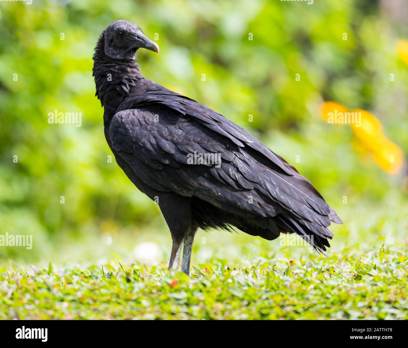 Black raven vulture standing in green grassland Stock Photo - Alamy