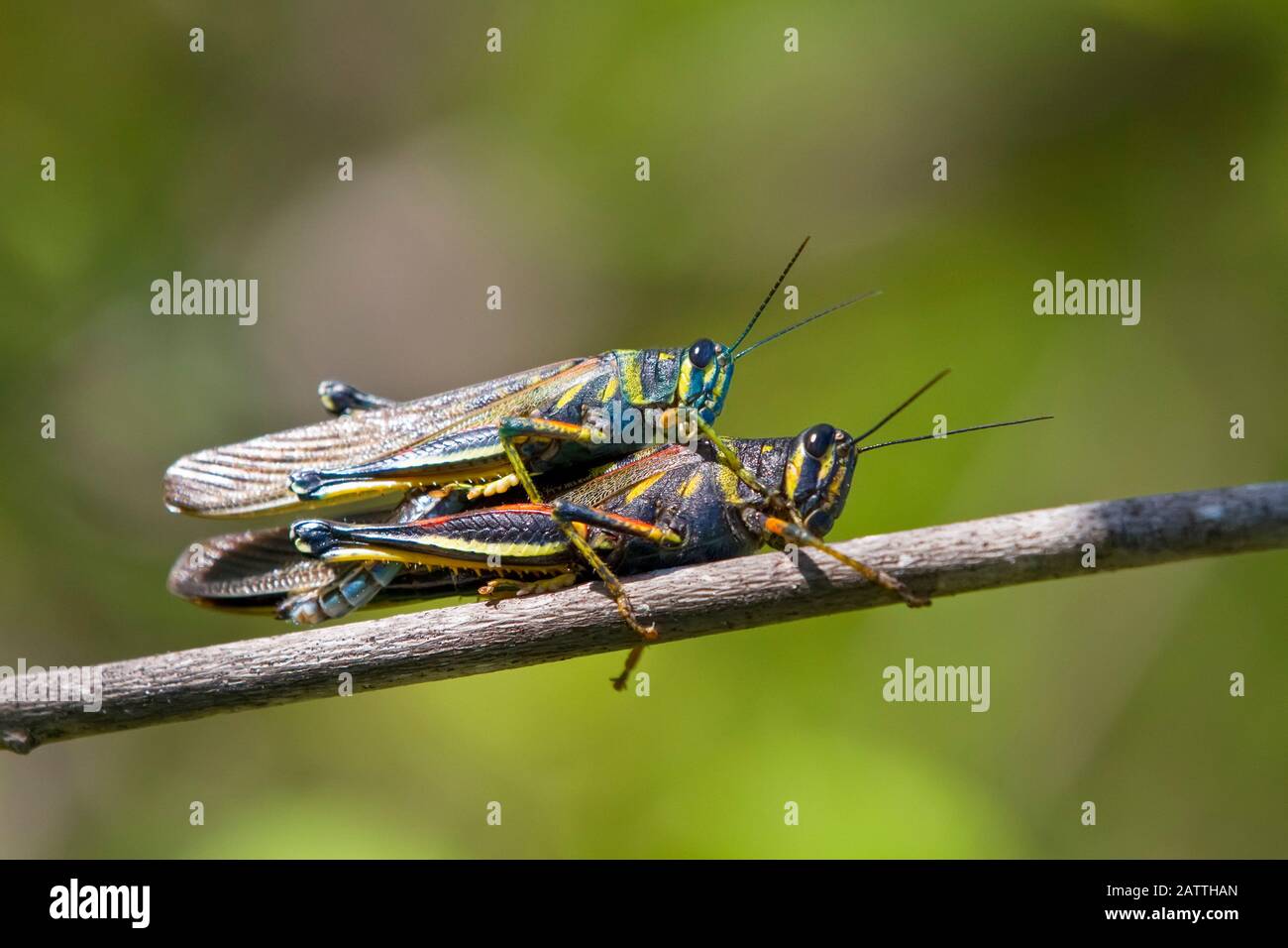 Painted Locust (Schistocerca melanocera) mating in the Galapagos Island ...