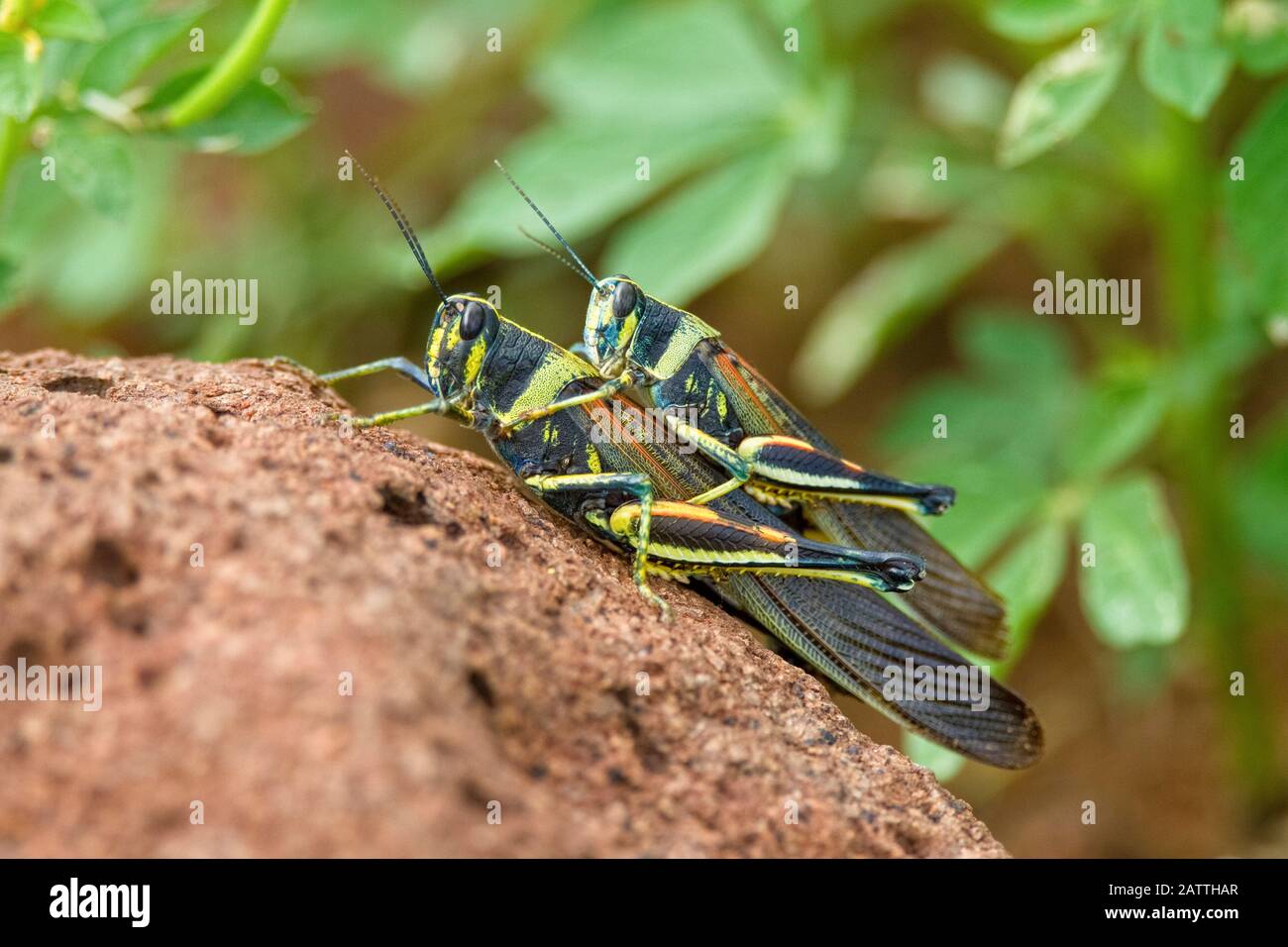 Painted Locust (Schistocerca melanocera) mating in the Galapagos Island ...