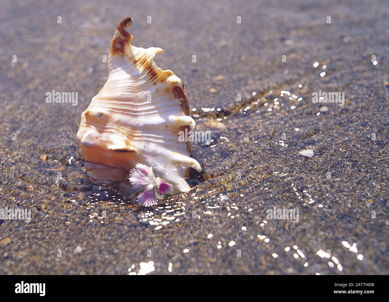 shell on beach Stock Photo - Alamy