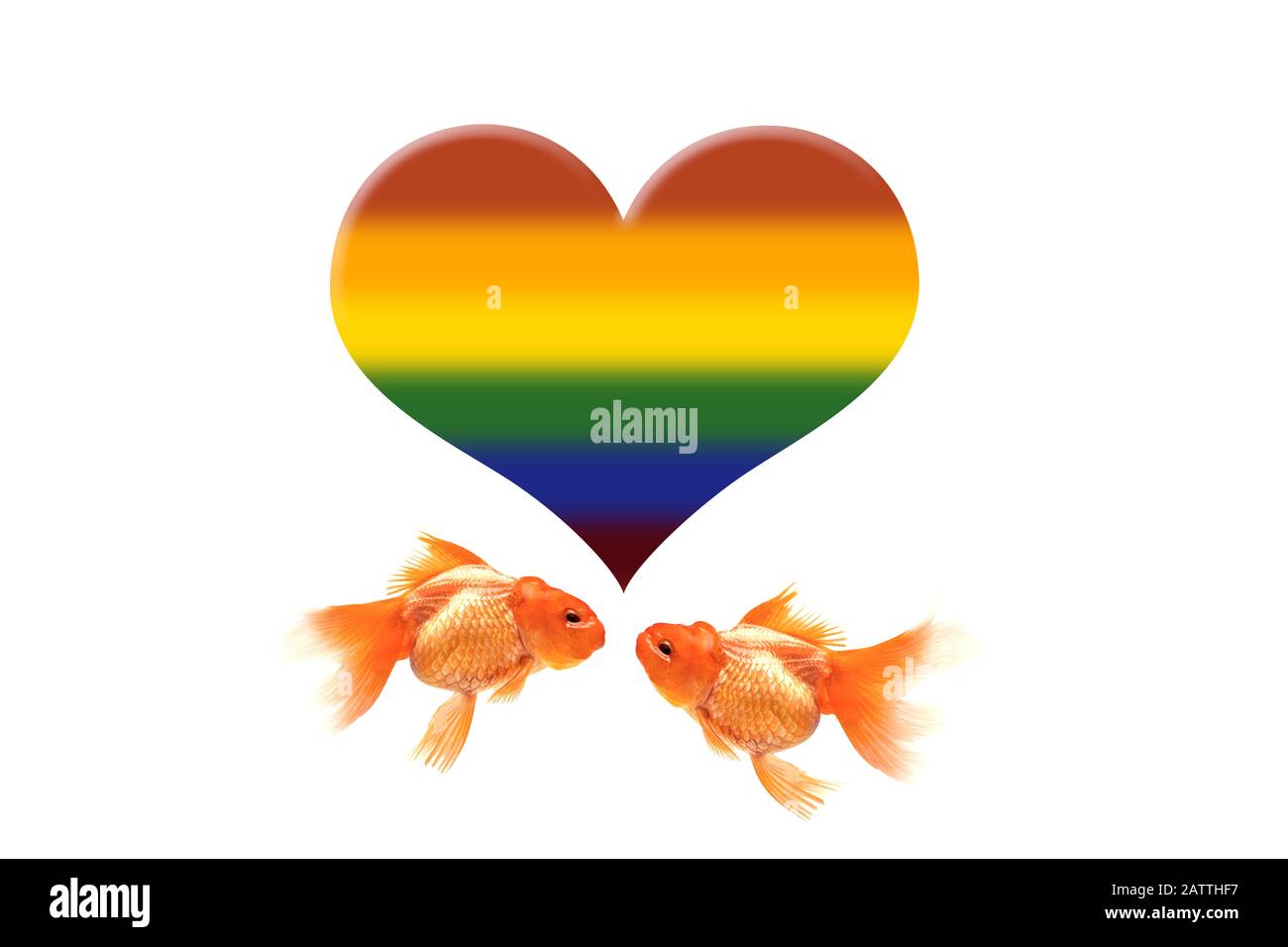 Two goldfish in love and heart symbol with a rainbow color on the white ...