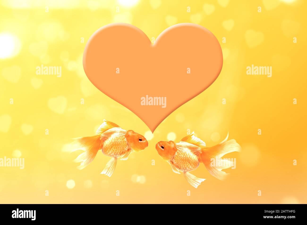Two goldfish hi-res stock photography and images - Alamy