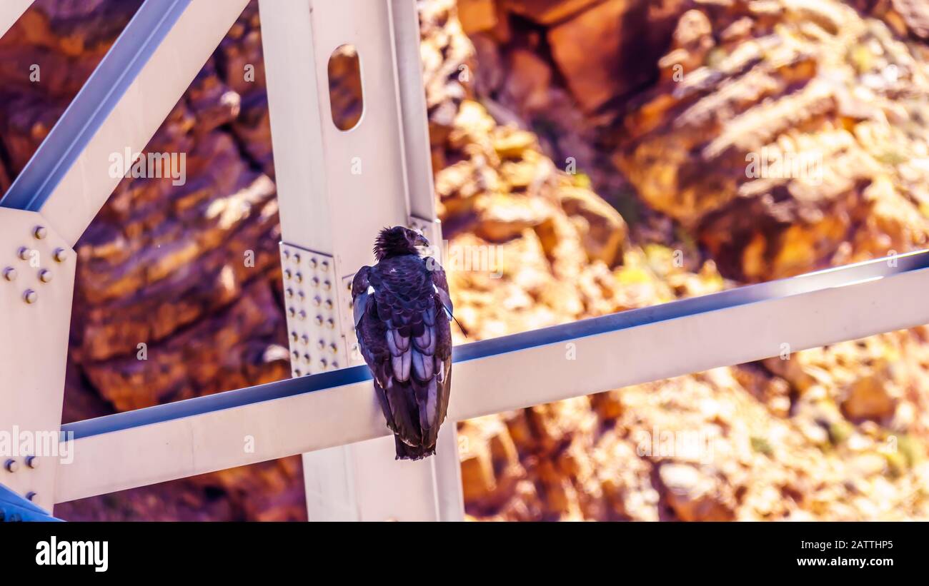 California Condor resting on a steel cross beam of the Navajo Bridge ...