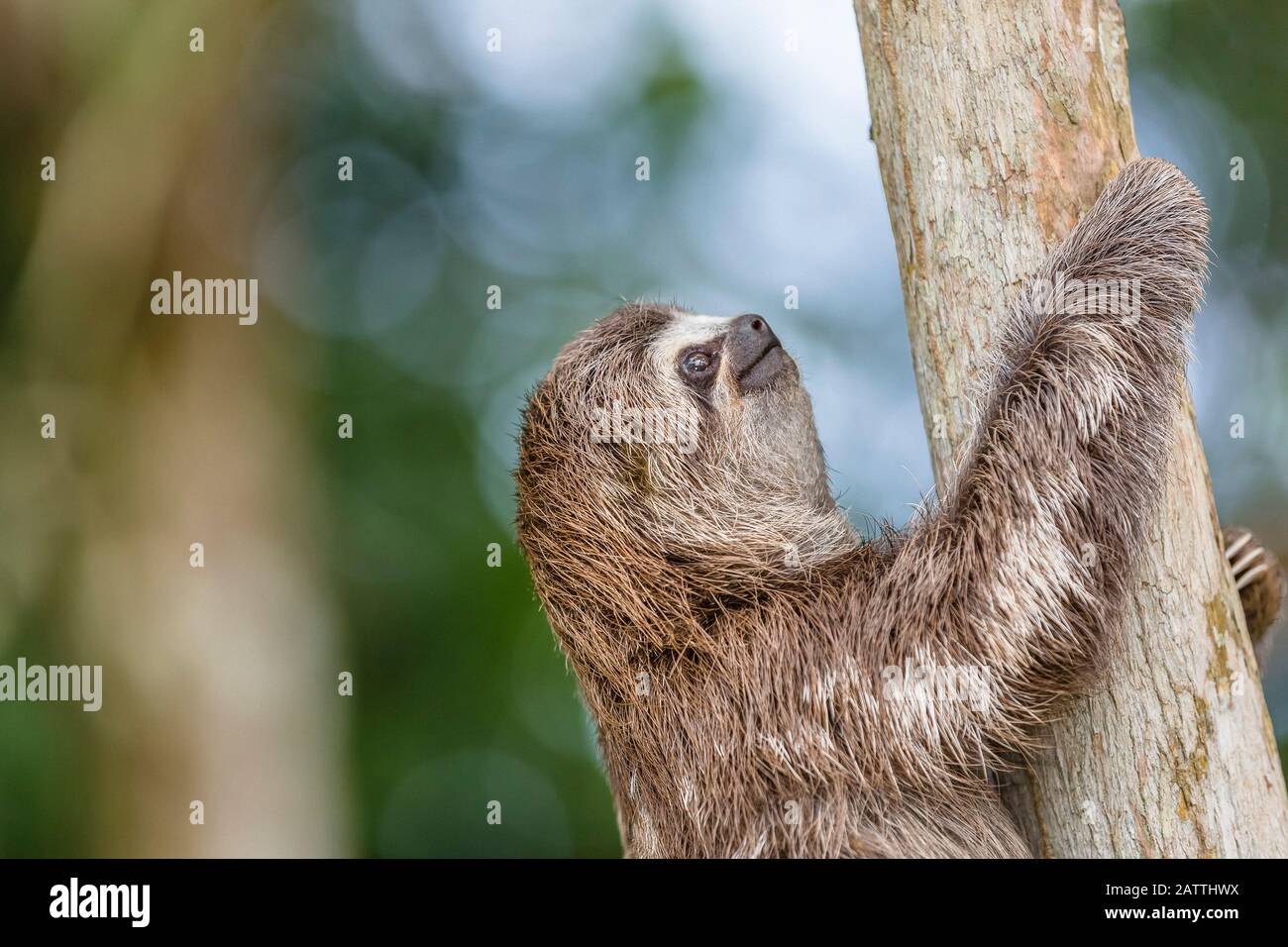 brown-throated sloth, Bradypus variegatus, Loreto, Peru, South America ...
