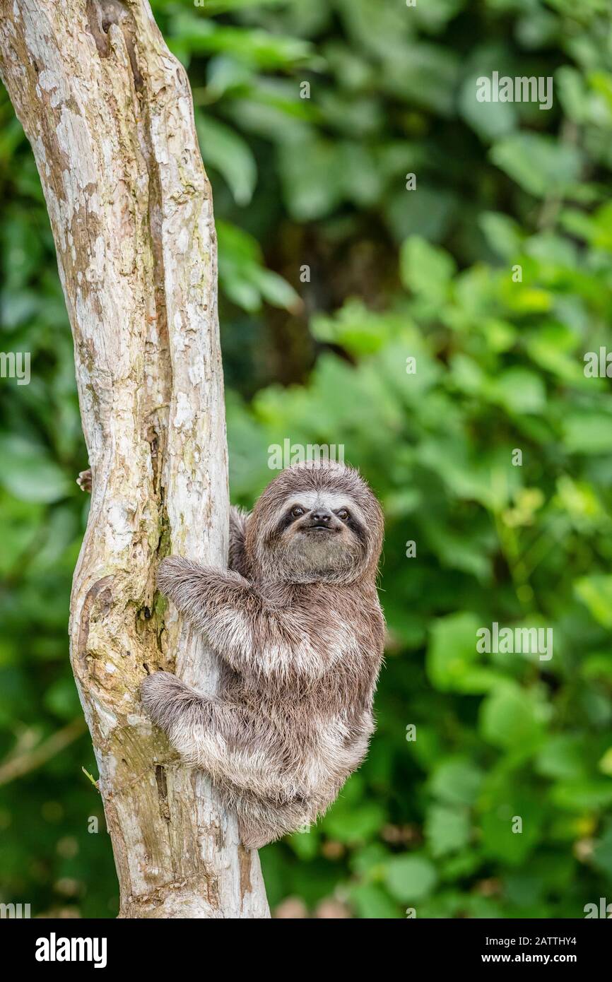 Sloth amazon rainforest hi-res stock photography and images - Alamy