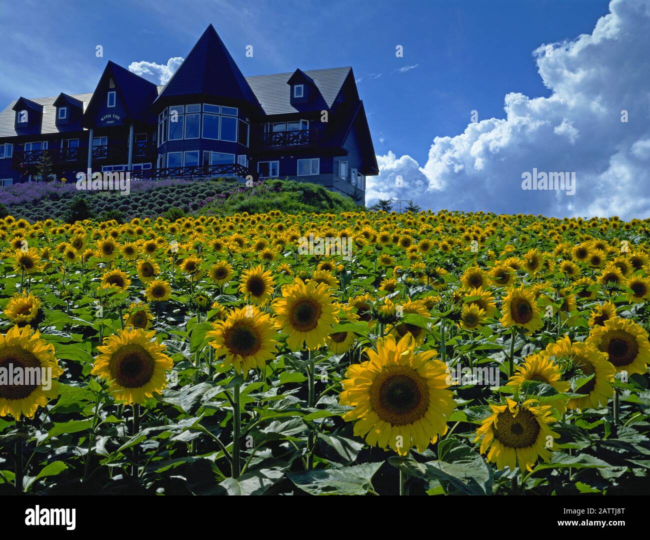 sunflowers field Hokkaido Japan Stock Photo - Alamy