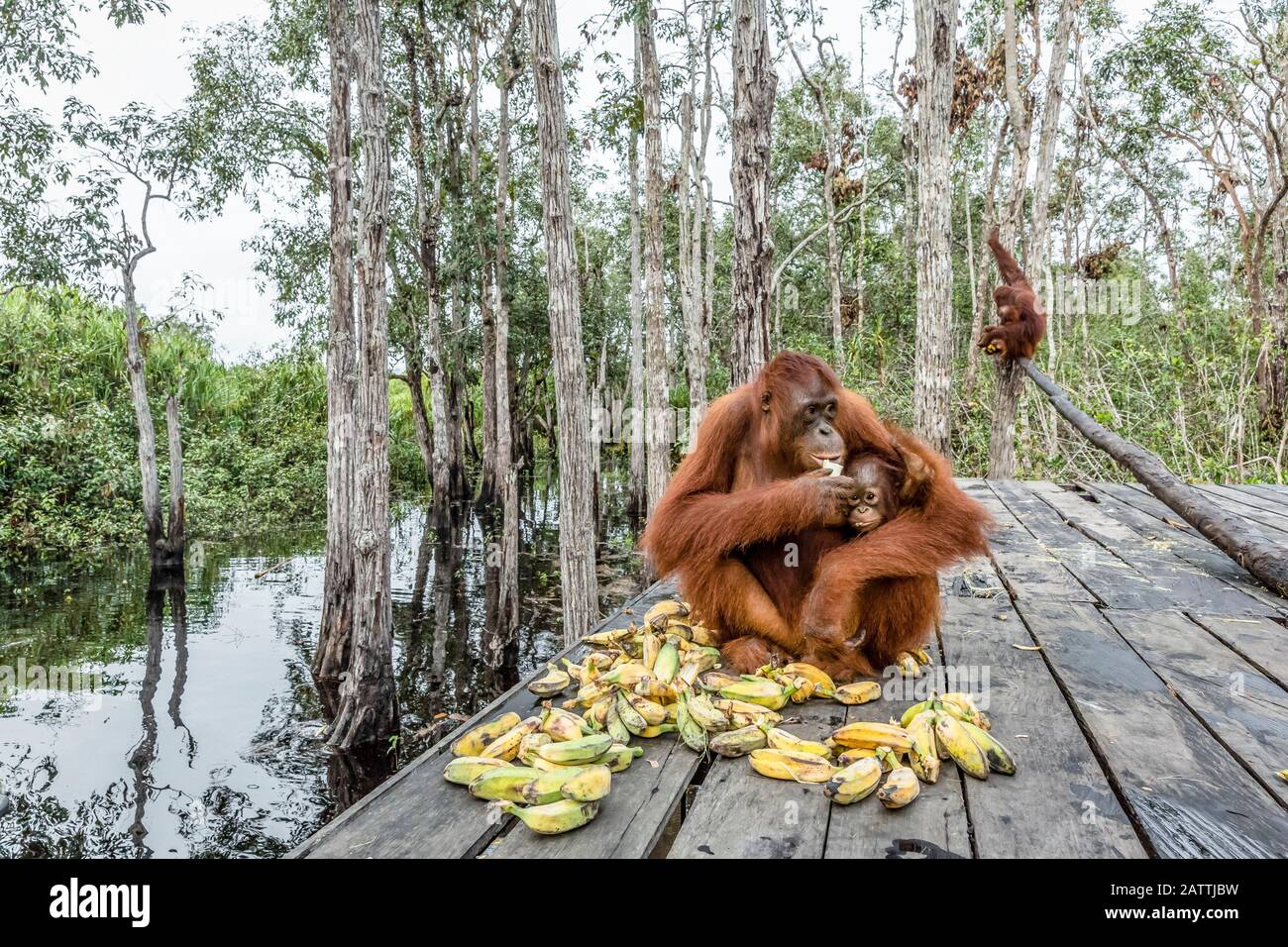 mother and baby Bornean orangutans, Pongo pygmaeus, Buluh Kecil River ...