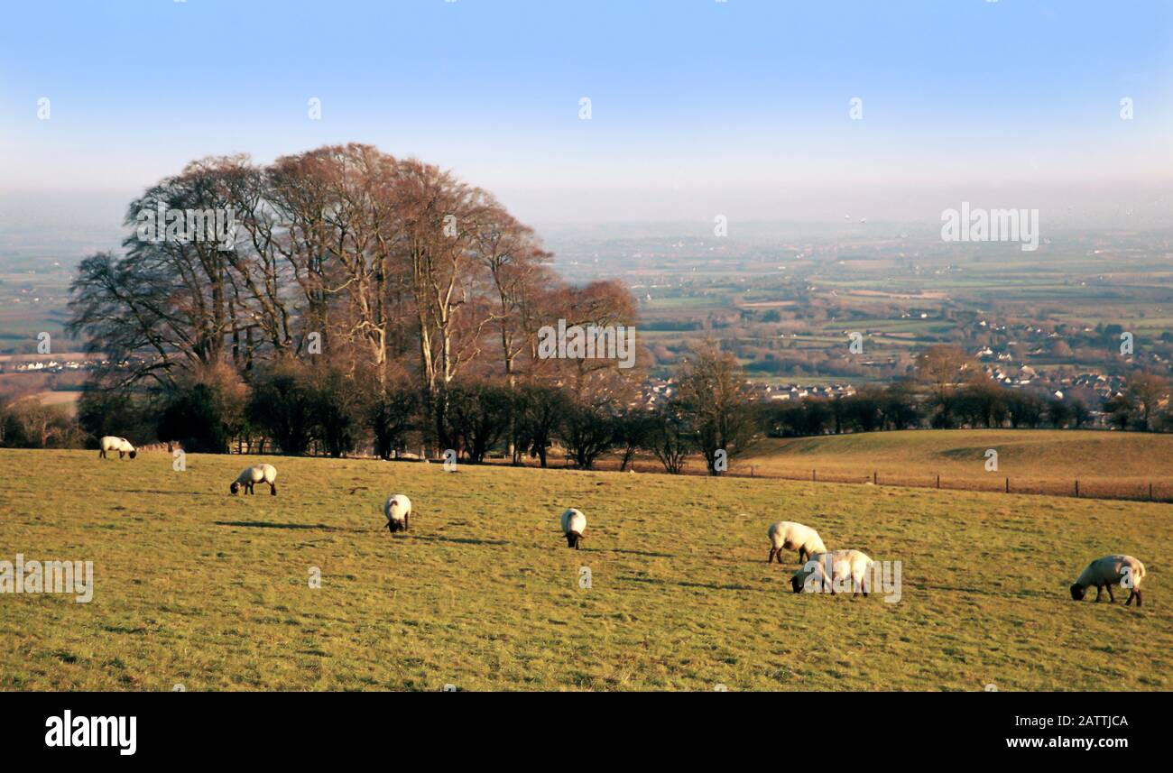 sheep field cotswolds gloucestershire england uk Stock Photo - Alamy